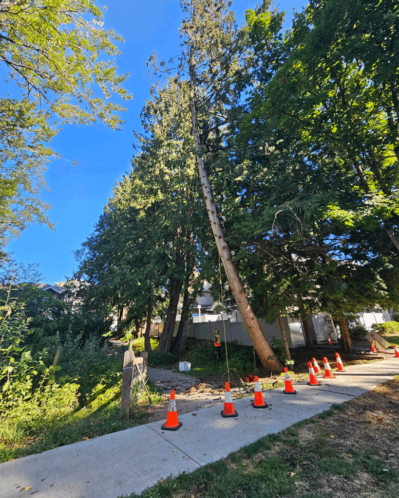 Emergency Tree Removal And Emergency Tree Services